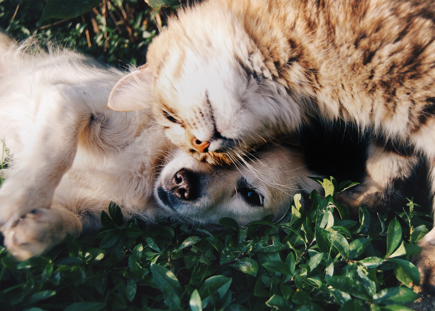 header-adopt | Spartanburg Humane Society